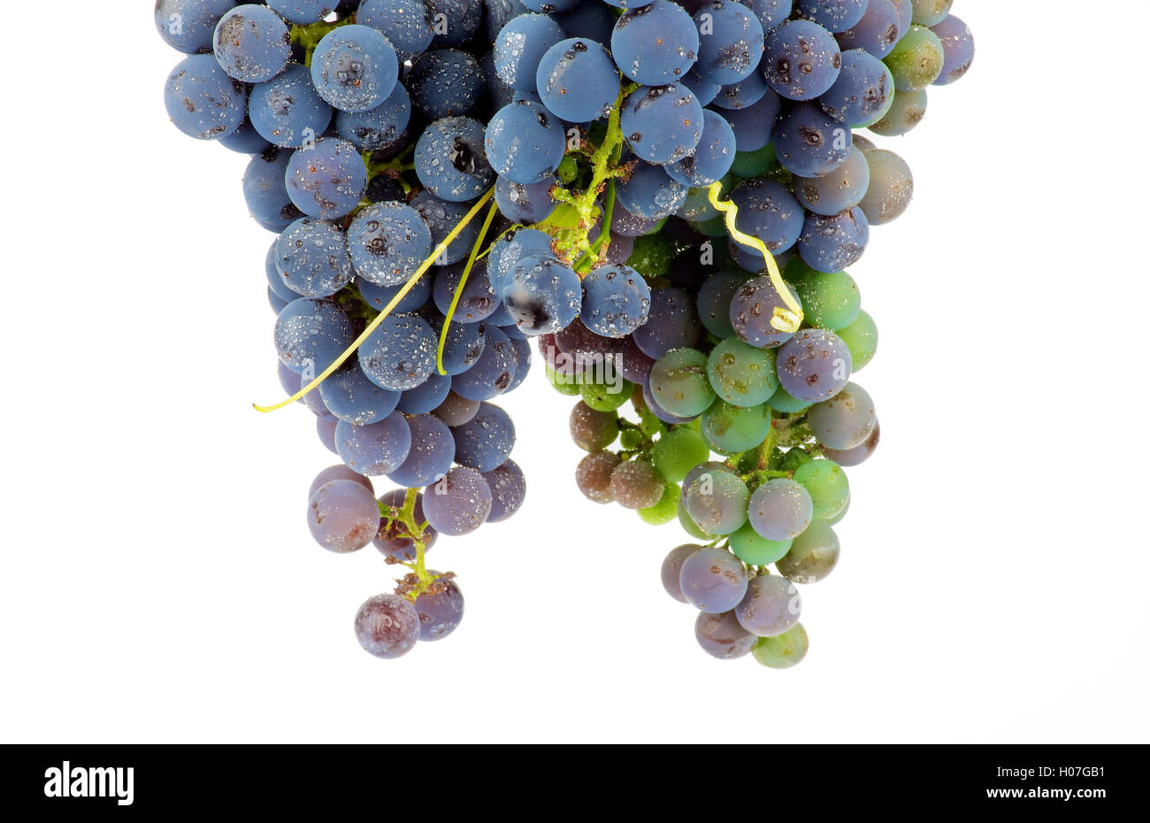 Vibrant red berry bunch hi-res stock photography and images - Alamy