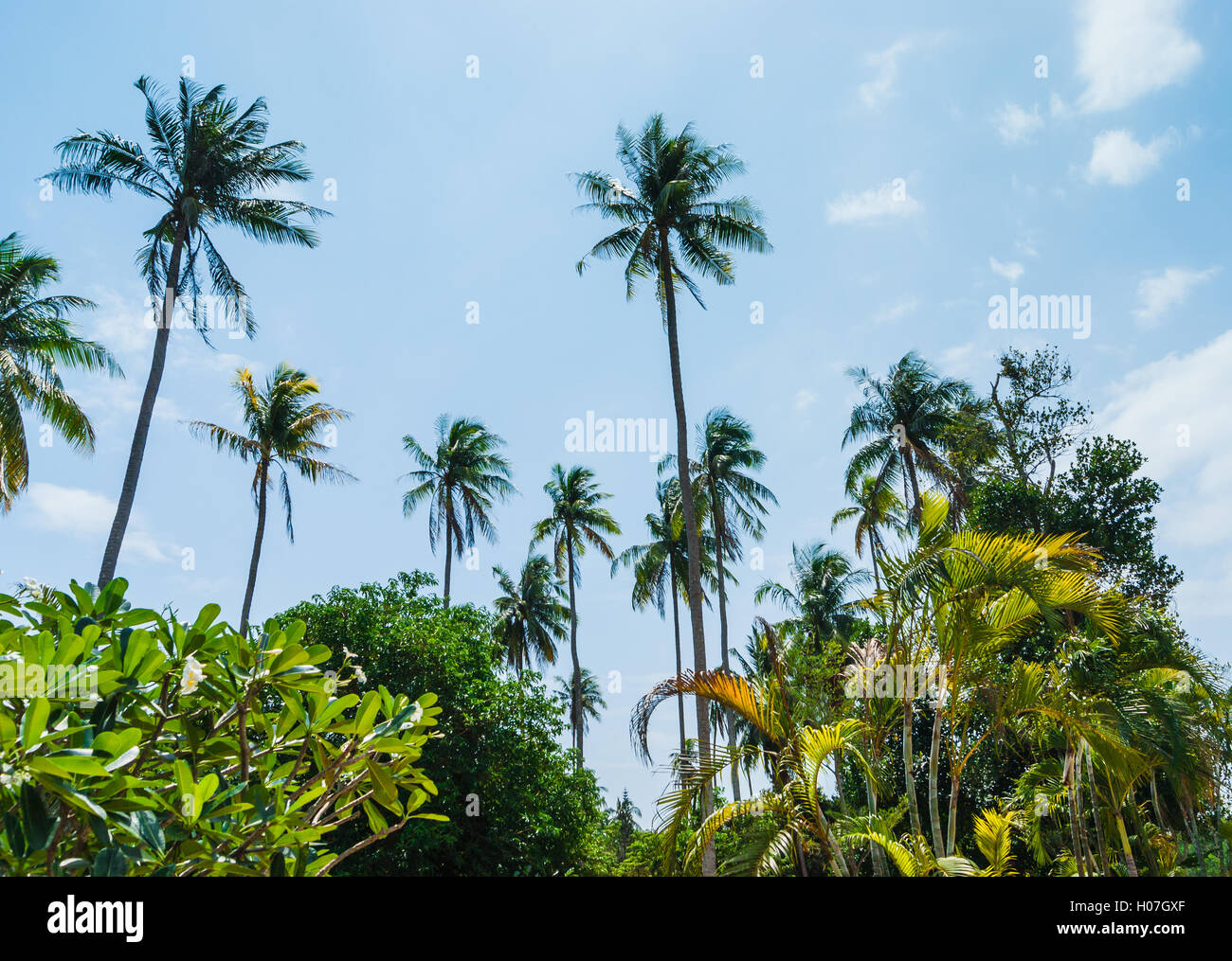 Coco grove hi-res stock photography and images - Alamy
