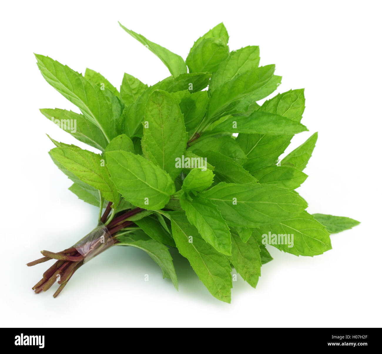 Bunch of fresh mint leaves Stock Photo - Alamy