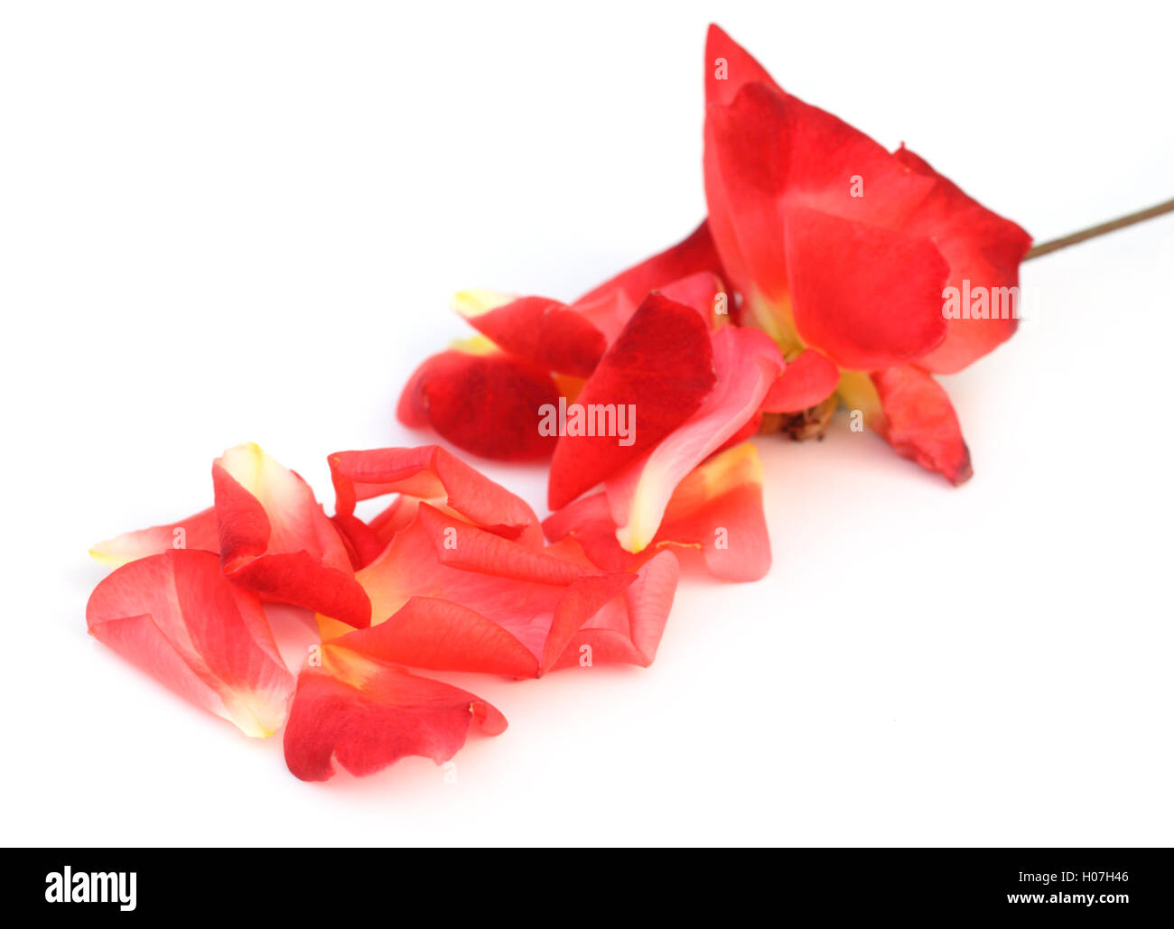 Torn plant hi-res stock photography and images - Alamy