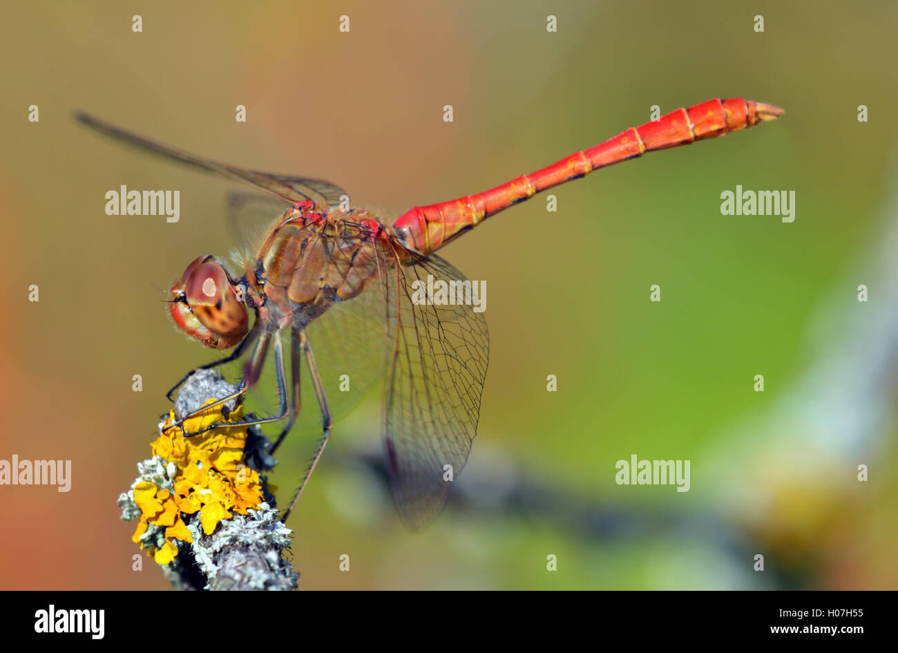 red dragonfly at rest sympetrum vulgatum Stock Photo - Alamy
