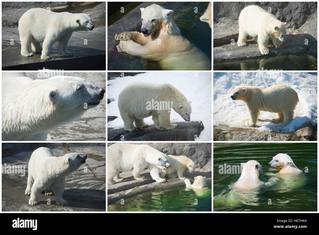 Polar collection hi-res stock photography and images - Alamy