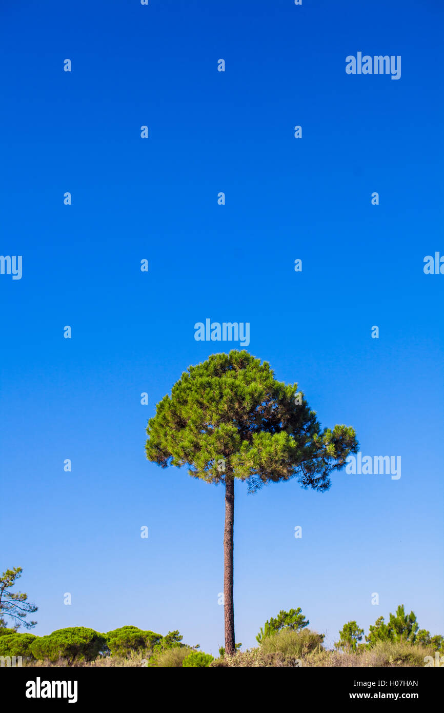 Tall tree on background blue sky Stock Photo - Alamy