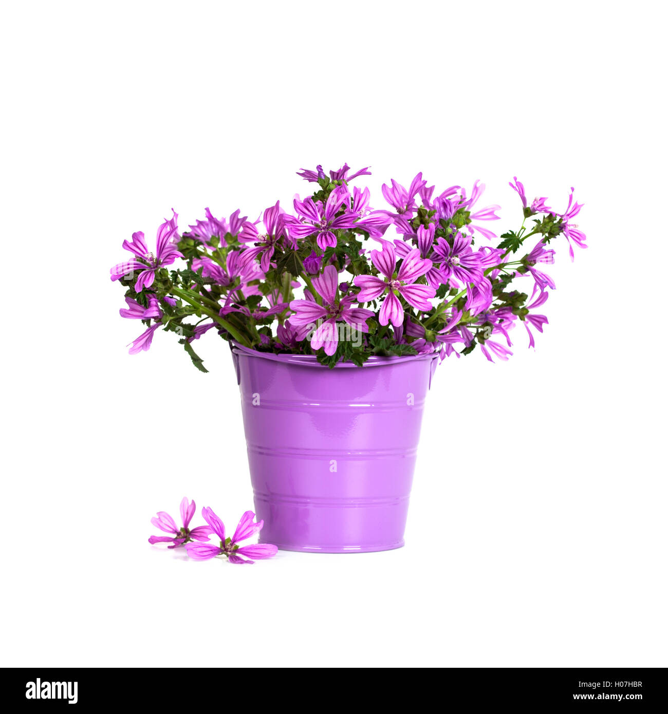 Bouquet wild violet flowers hi-res stock photography and images - Alamy