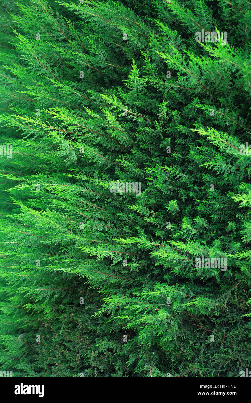 Cypress Background Stock Photo - Alamy