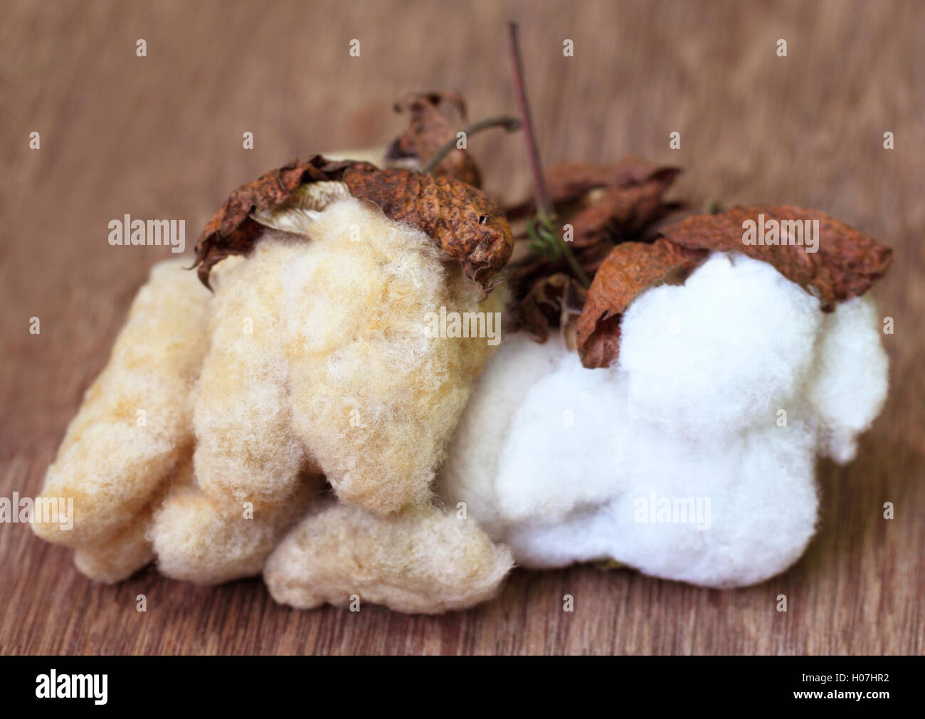 Micronaire hi-res stock photography and images - Alamy