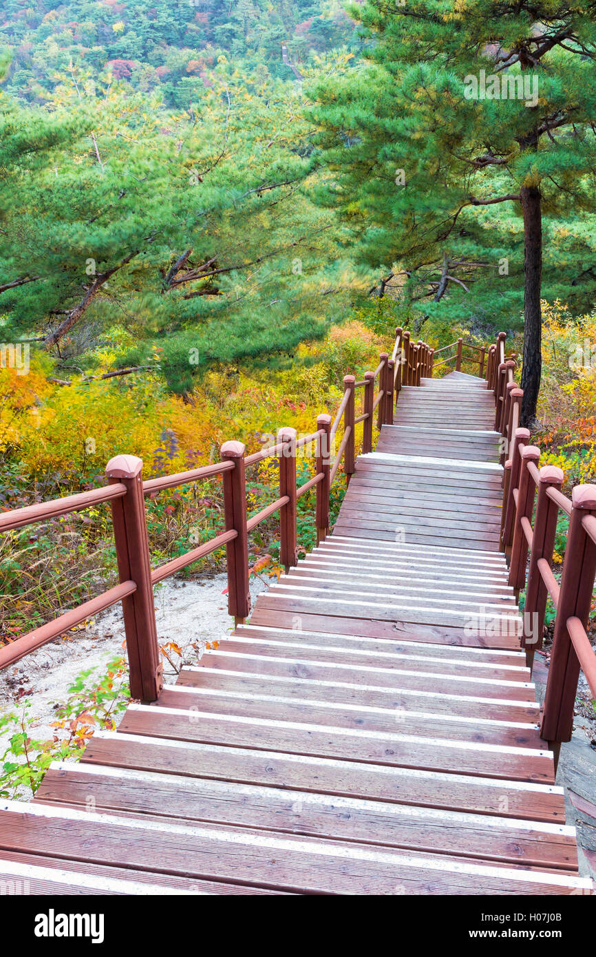 Wooden steps in forest Stock Photo - Alamy
