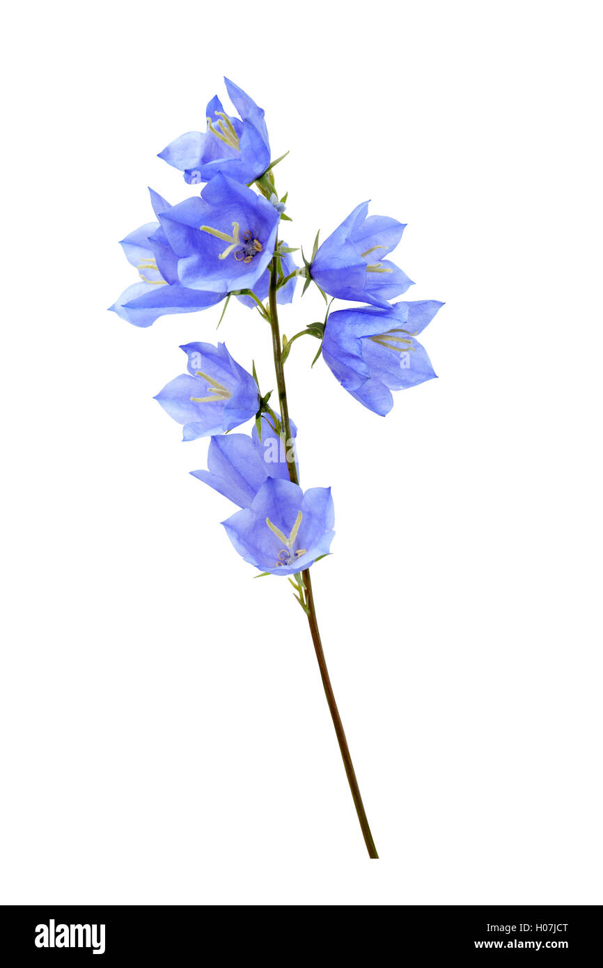 Single bluebell flower hi-res stock photography and images - Alamy