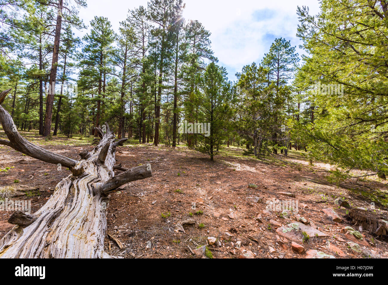 Pine tree forest in Grand Canyon Arizona Stock Photo - Alamy