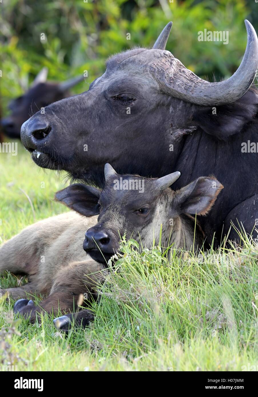 Buffalo Cow and Calf Stock Photo - Alamy