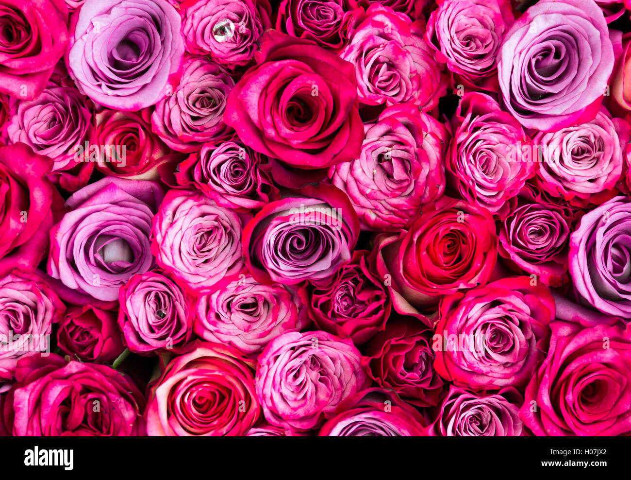 Rose bloom texture hi-res stock photography and images - Alamy