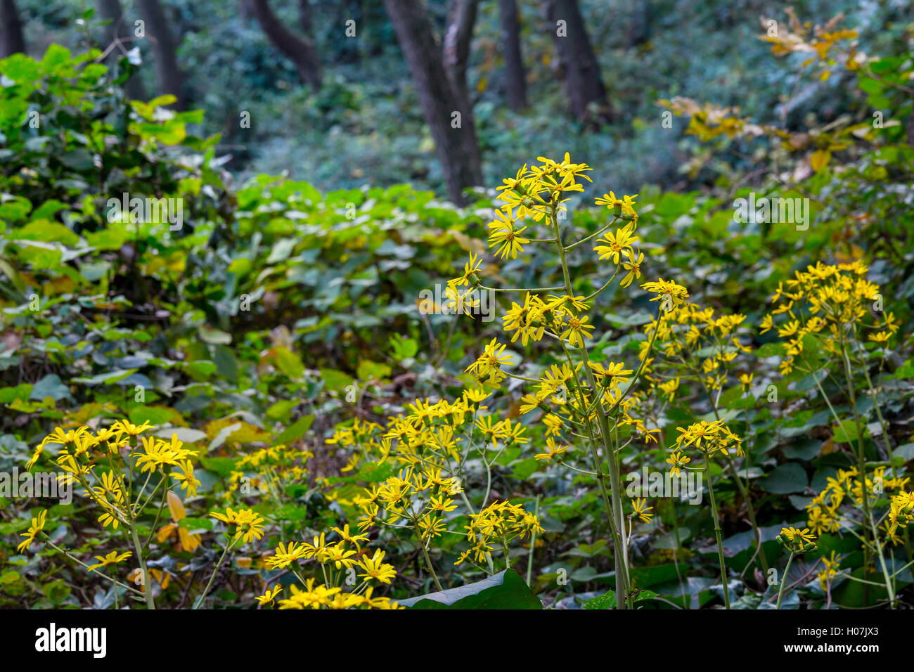 Yellow grass in forest Stock Photo - Alamy
