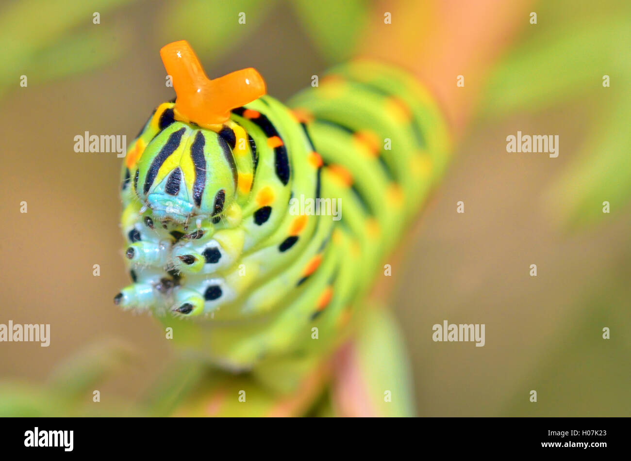 wild caterpillar of Papilio Macaone Stock Photo - Alamy