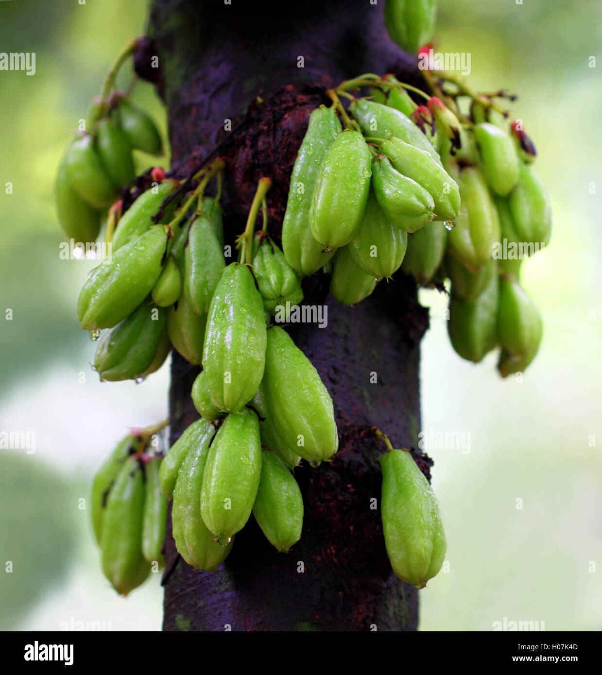 Bilimbi fruits hi-res stock photography and images - Alamy