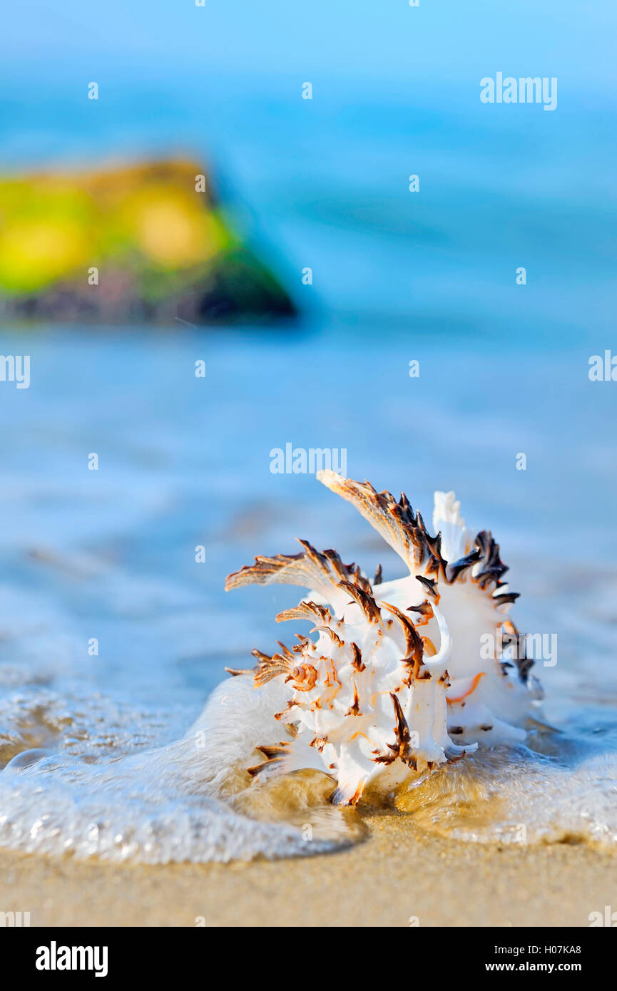 Seashell coral on beach hi-res stock photography and images - Alamy