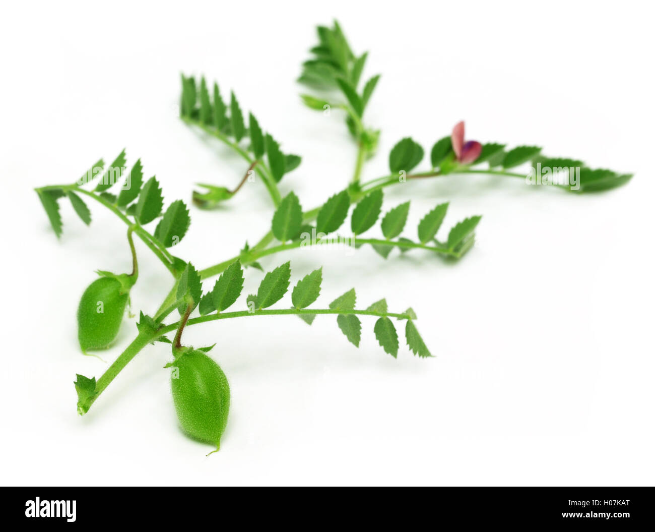 Pea pod plant hi-res stock photography and images - Alamy