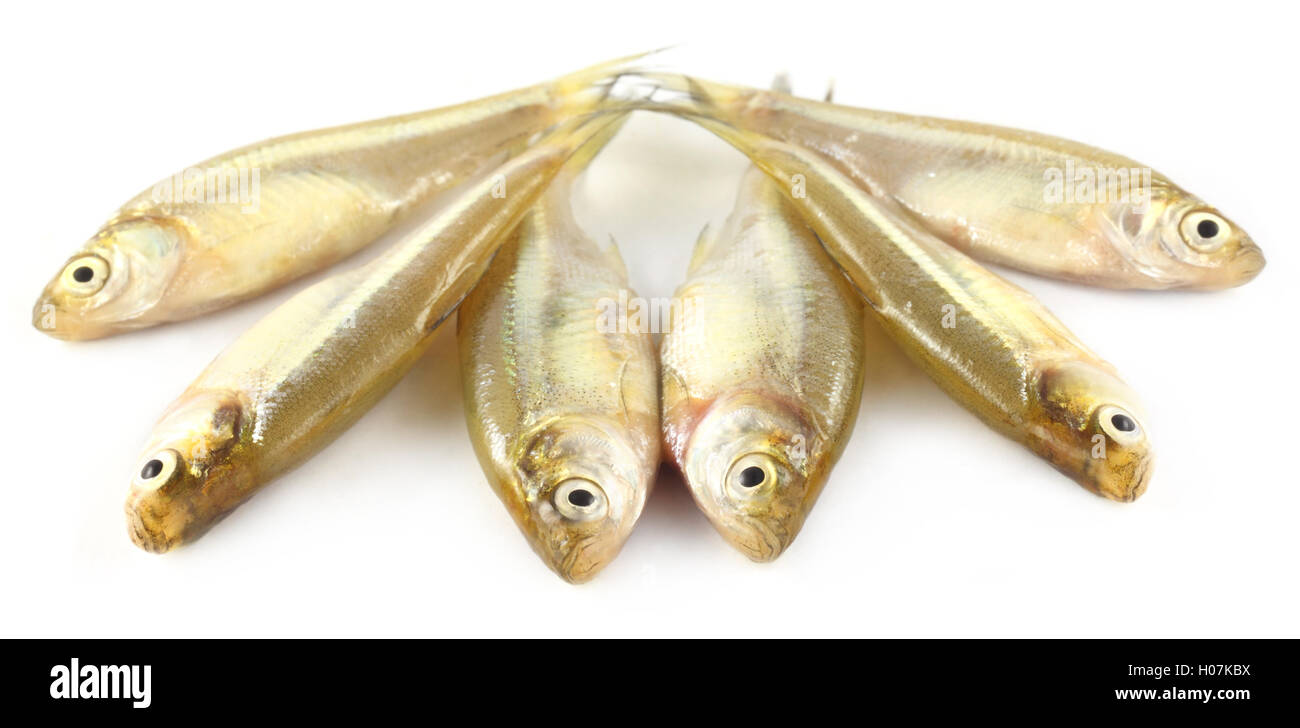 Mola fish of Southeast Asia Stock Photo - Alamy