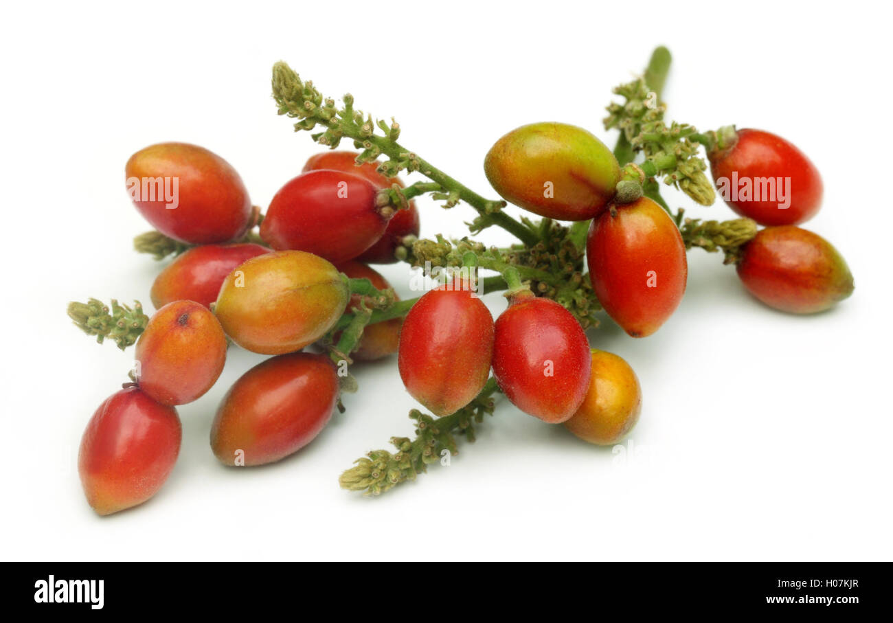 Polyalthia hi-res stock photography and images - Alamy