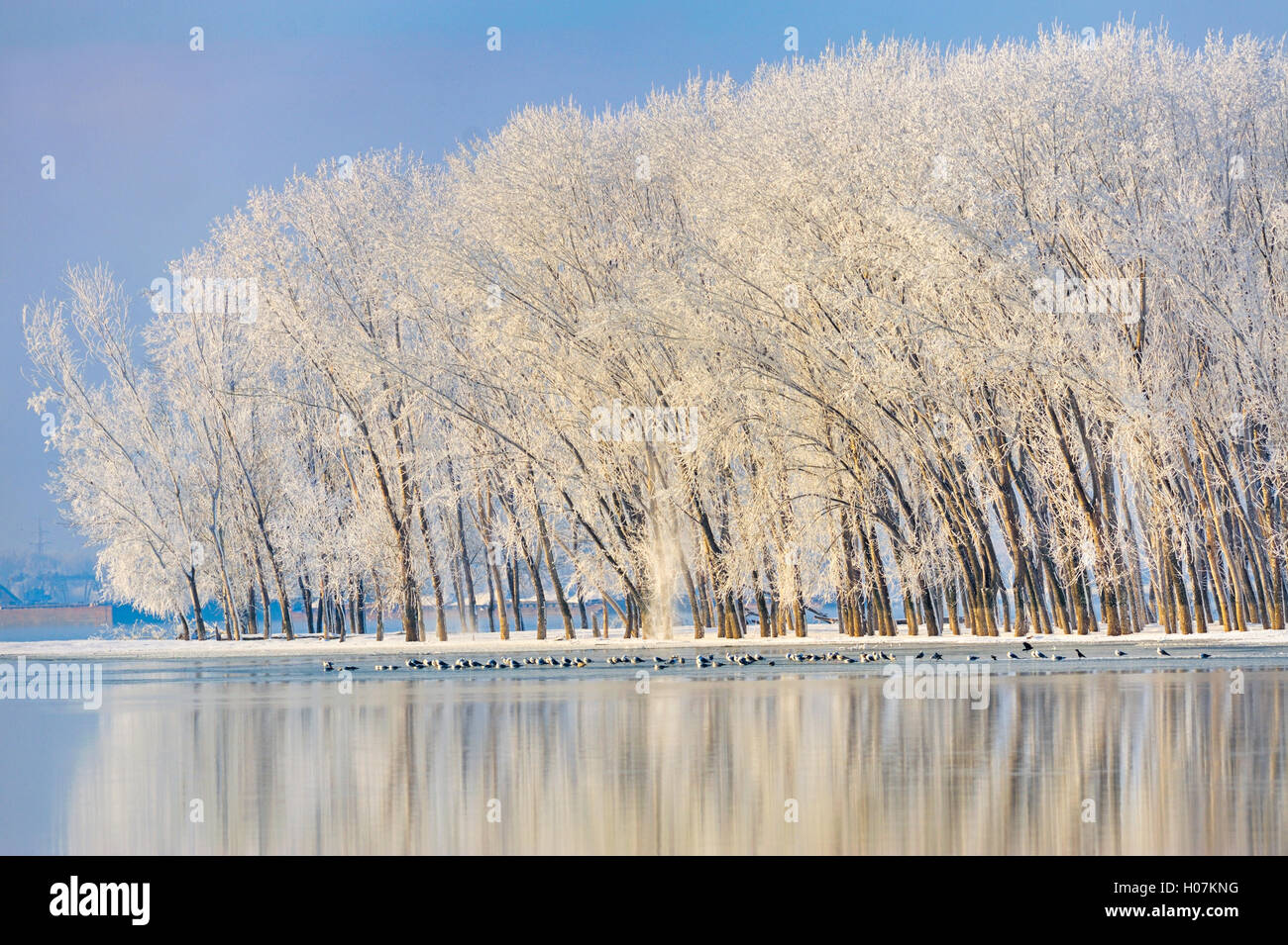 Frosty winter trees Stock Photo - Alamy