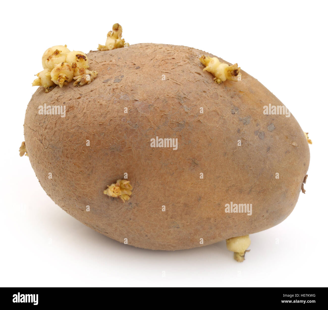 Potato germination Cut Out Stock Images & Pictures - Alamy