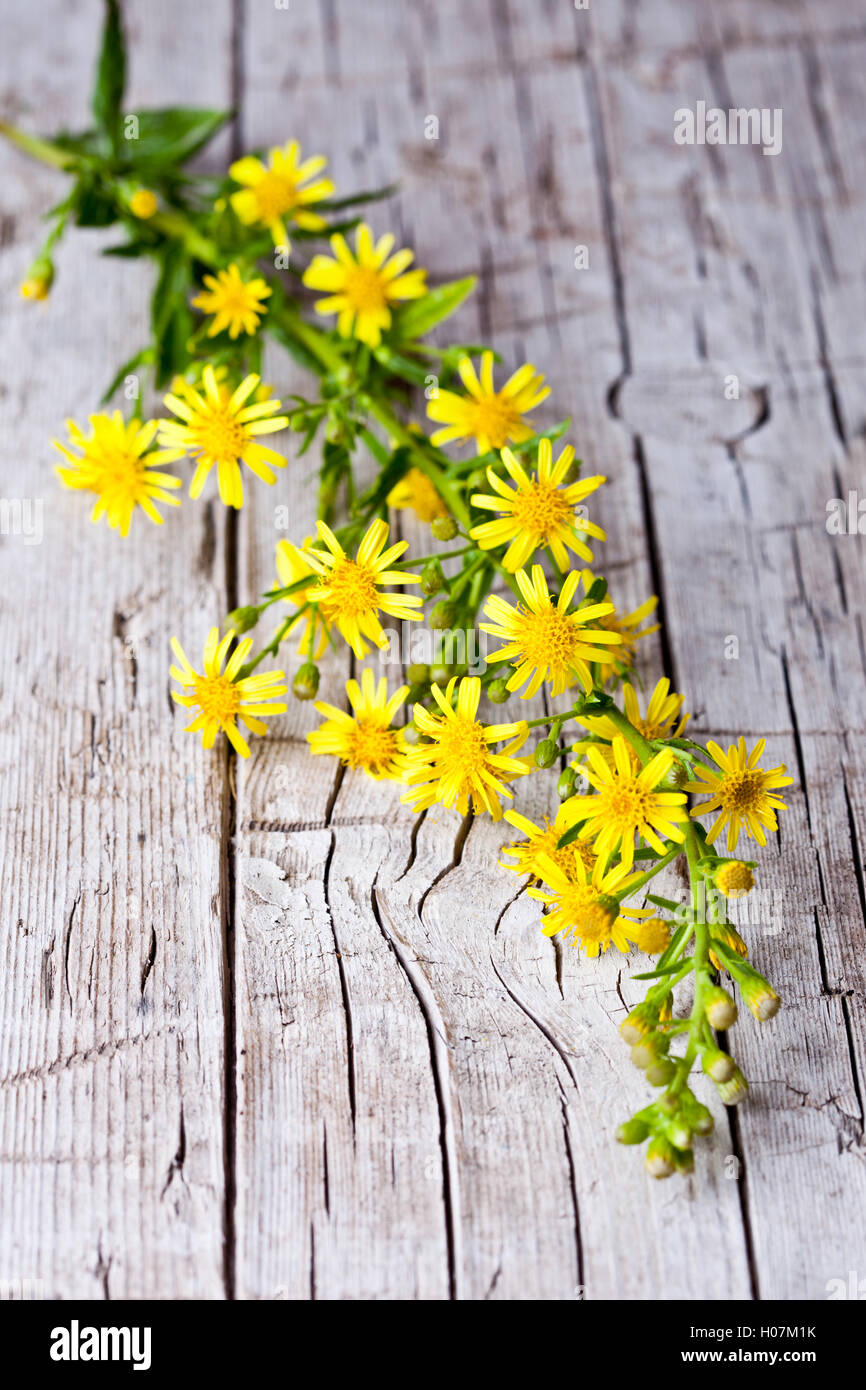 wild yellow flowers Stock Photo - Alamy