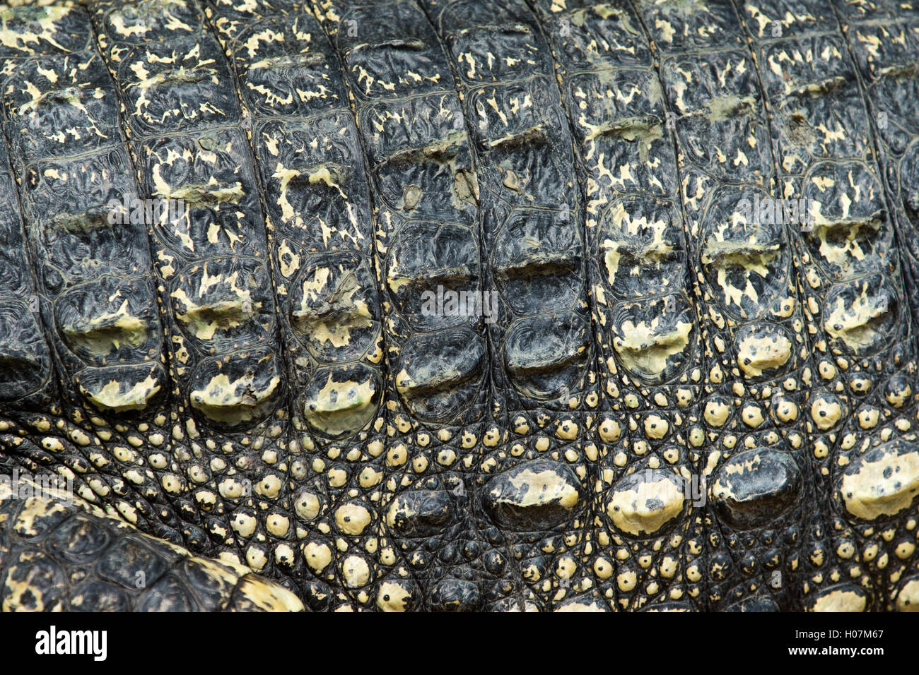 Crocodile skin texture Stock Photo - Alamy