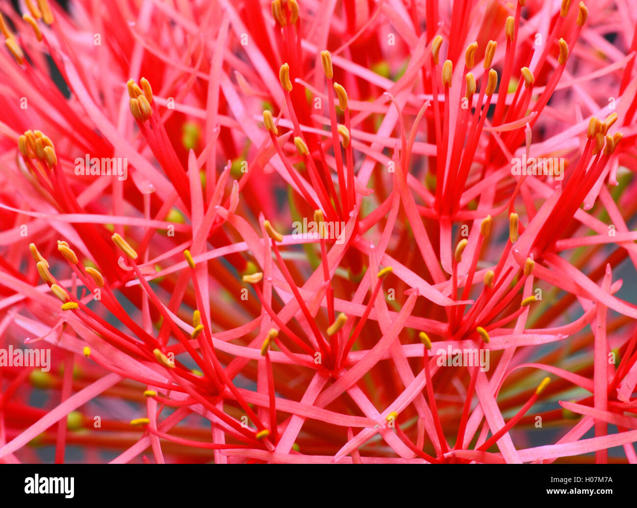 Close up of fireball lily Stock Photo - Alamy