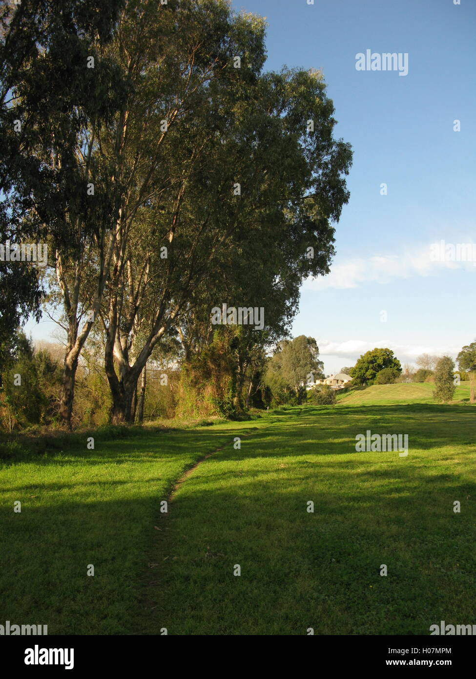 Trees lining the Hunter River Valley, Singleton, New South Wales Stock ...