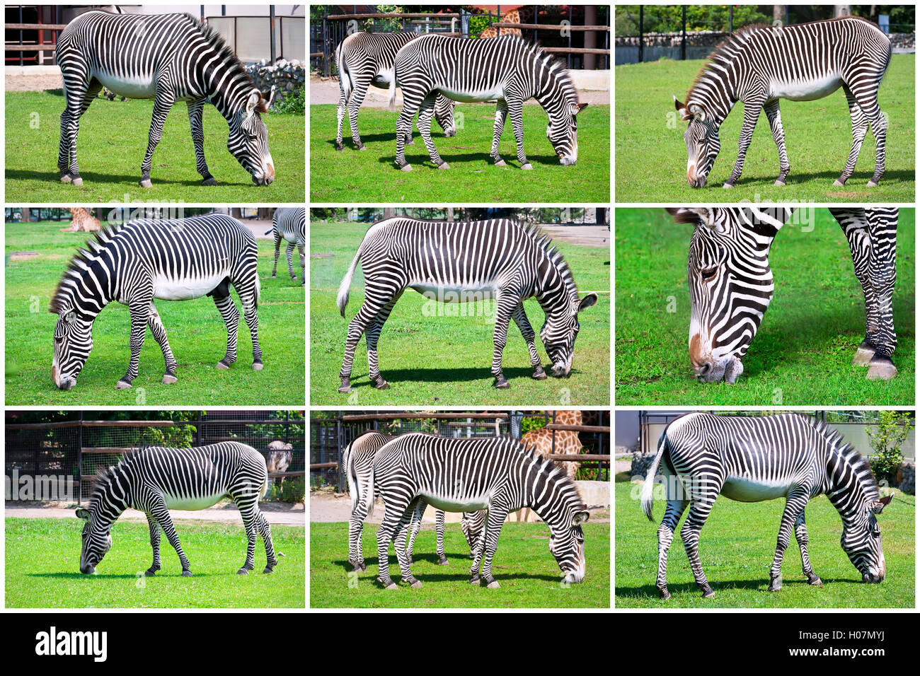 Zebra zoo hi-res stock photography and images - Alamy