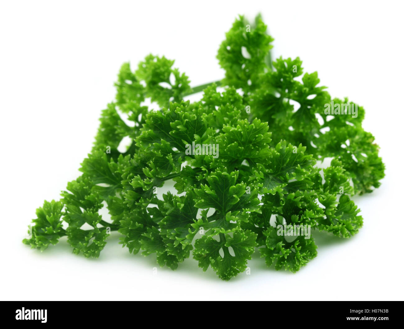 One fresh white parsley hi-res stock photography and images - Alamy