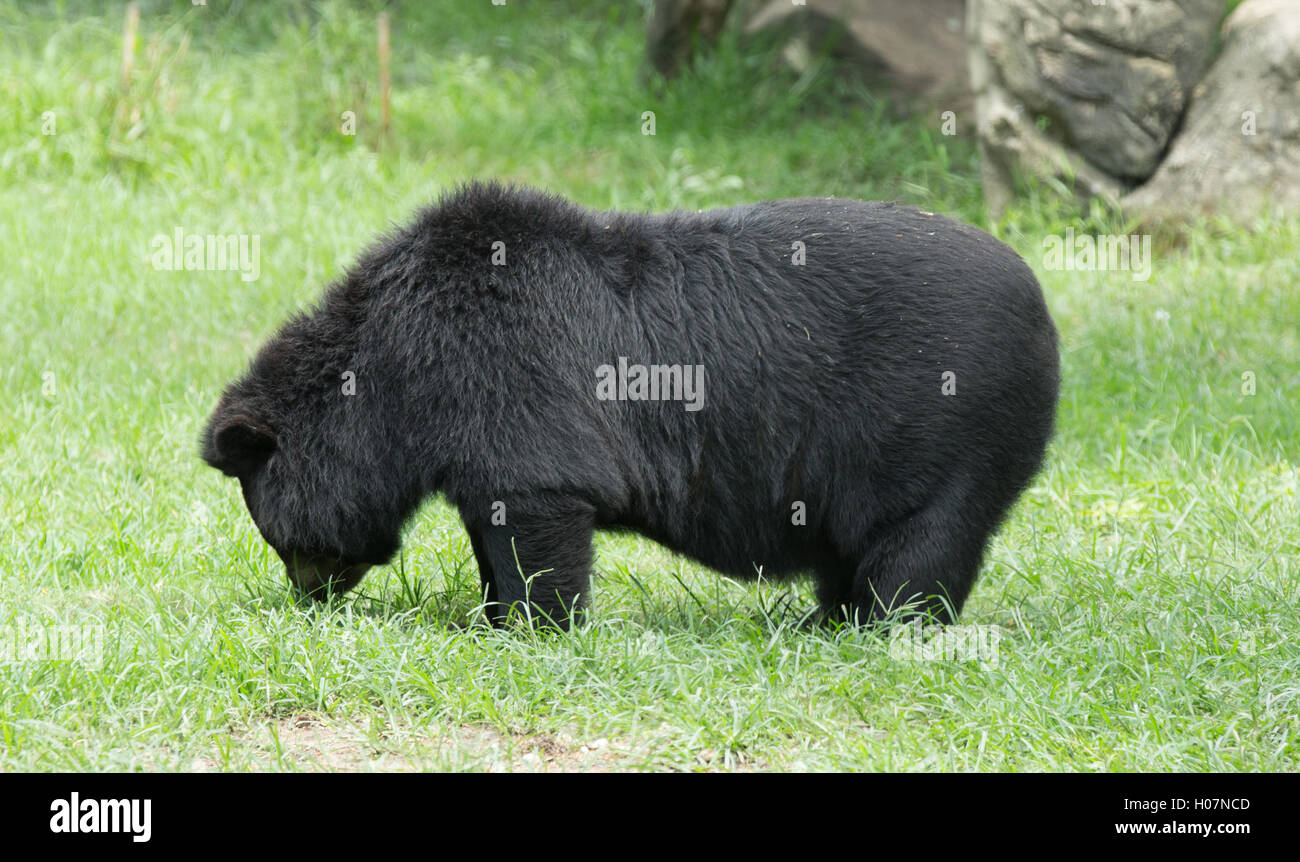 Bear cut hi-res stock photography and images - Alamy