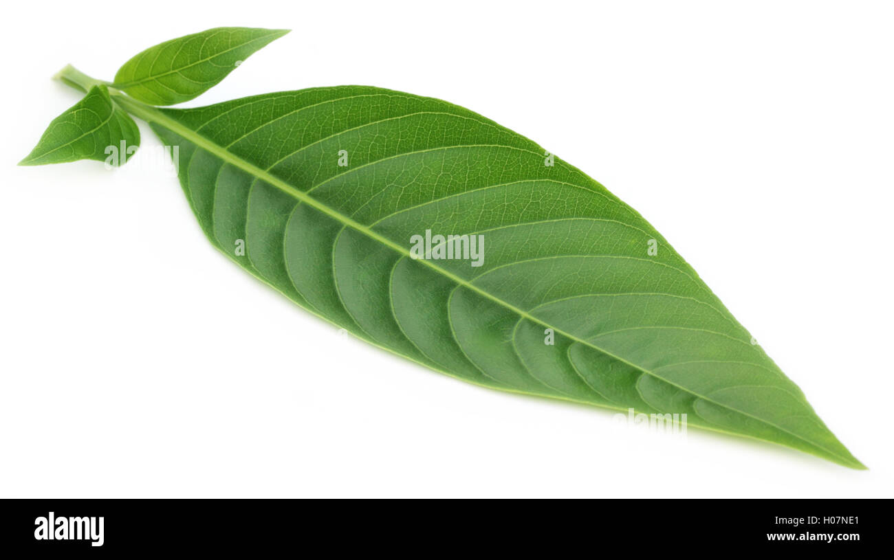 Adhatoda vasica or medicinal Basak leaf Stock Photo - Alamy