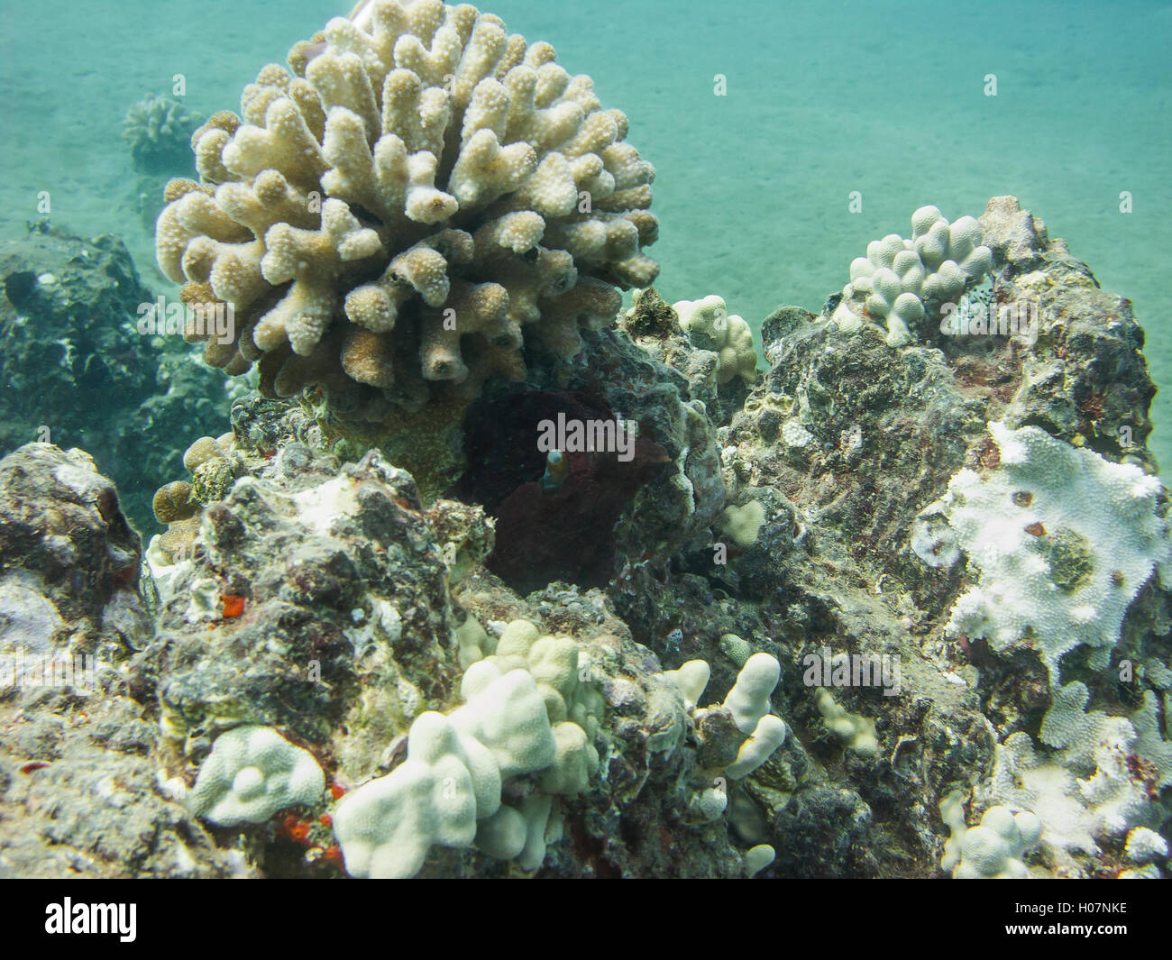 Mollusca animalia hi-res stock photography and images - Alamy