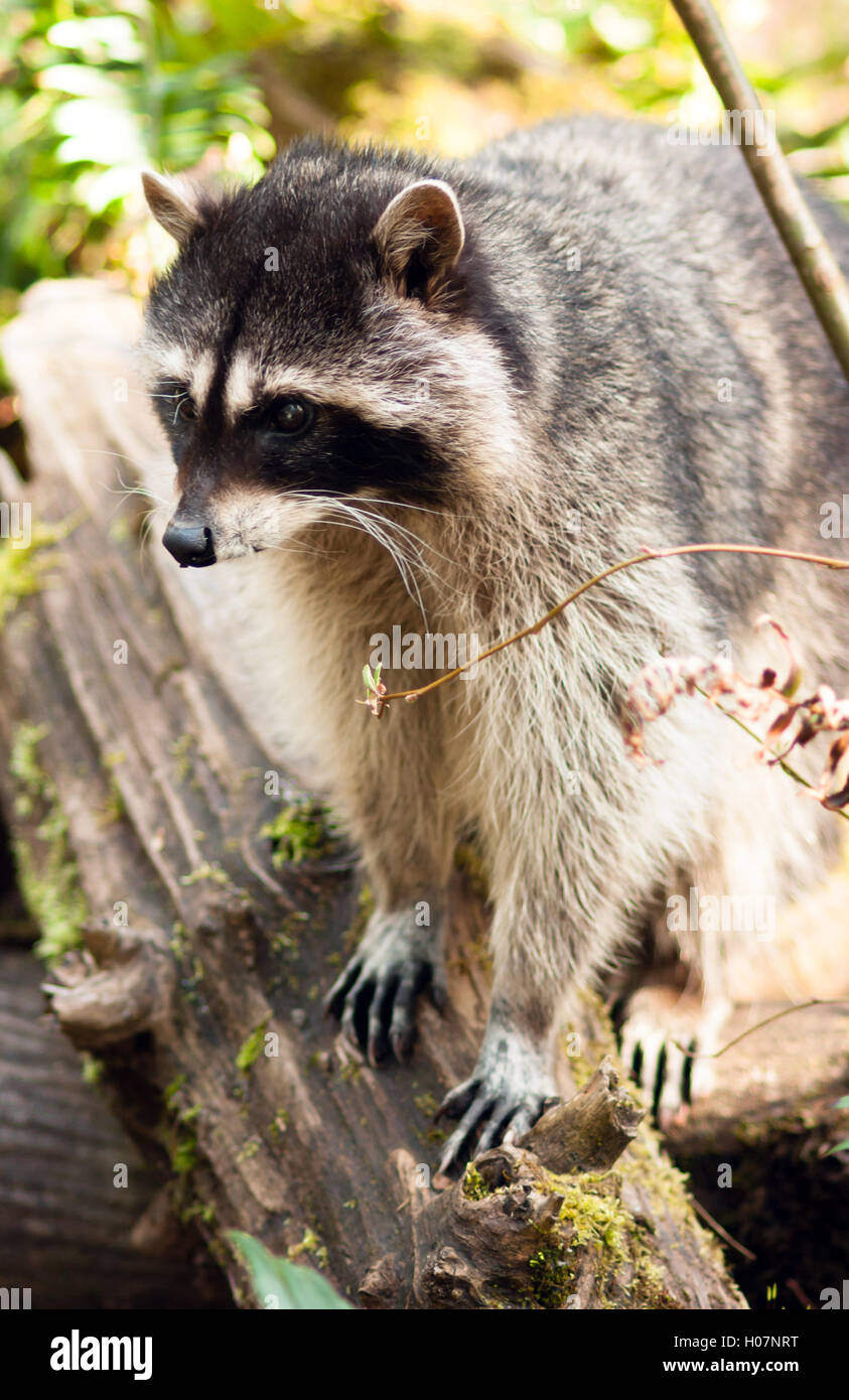 Wild Animal Raccoon Foraging Fallen Logs Nature Wildlife Coon Om Stock ...
