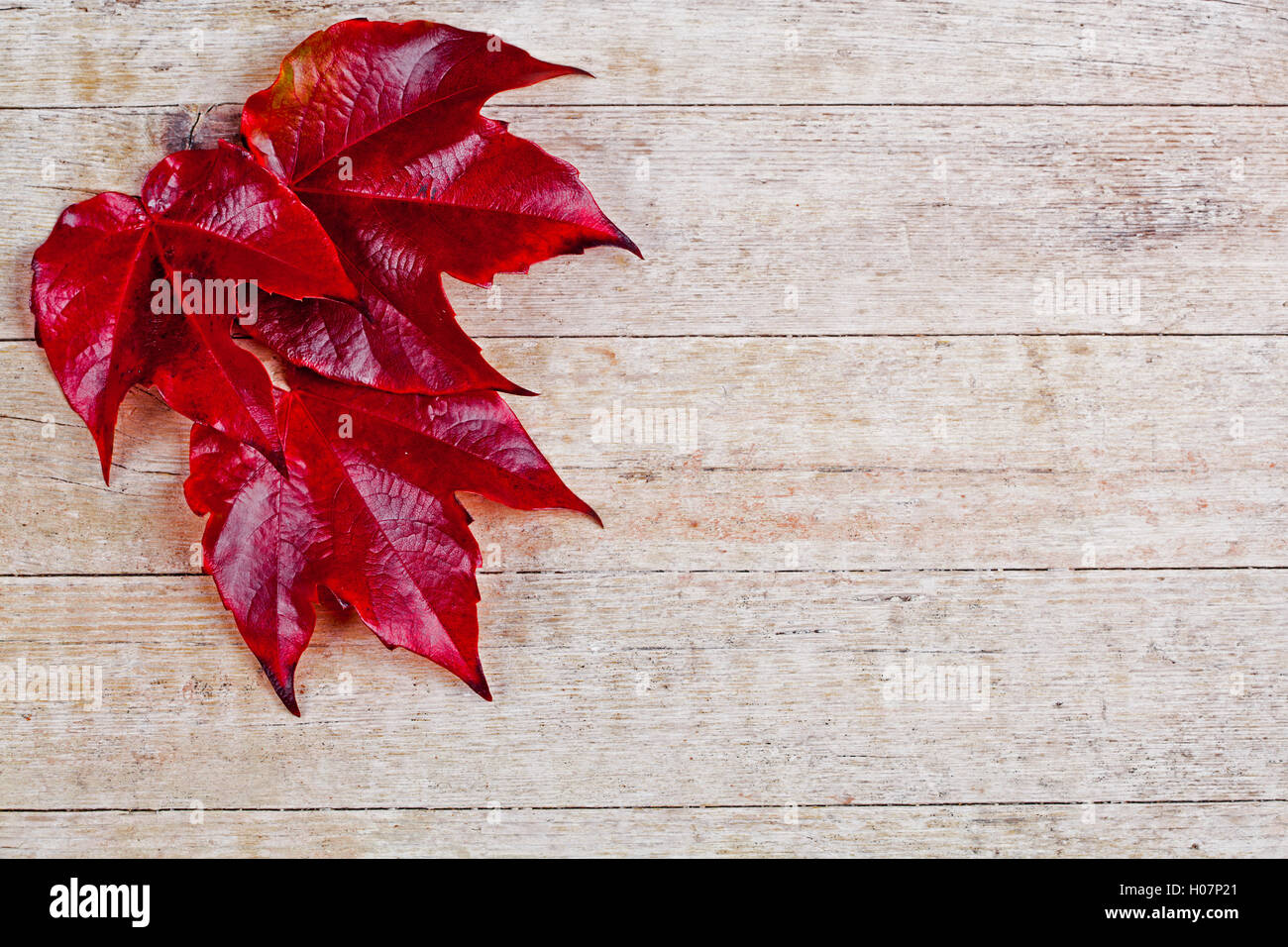Three empty leaves hi-res stock photography and images - Alamy