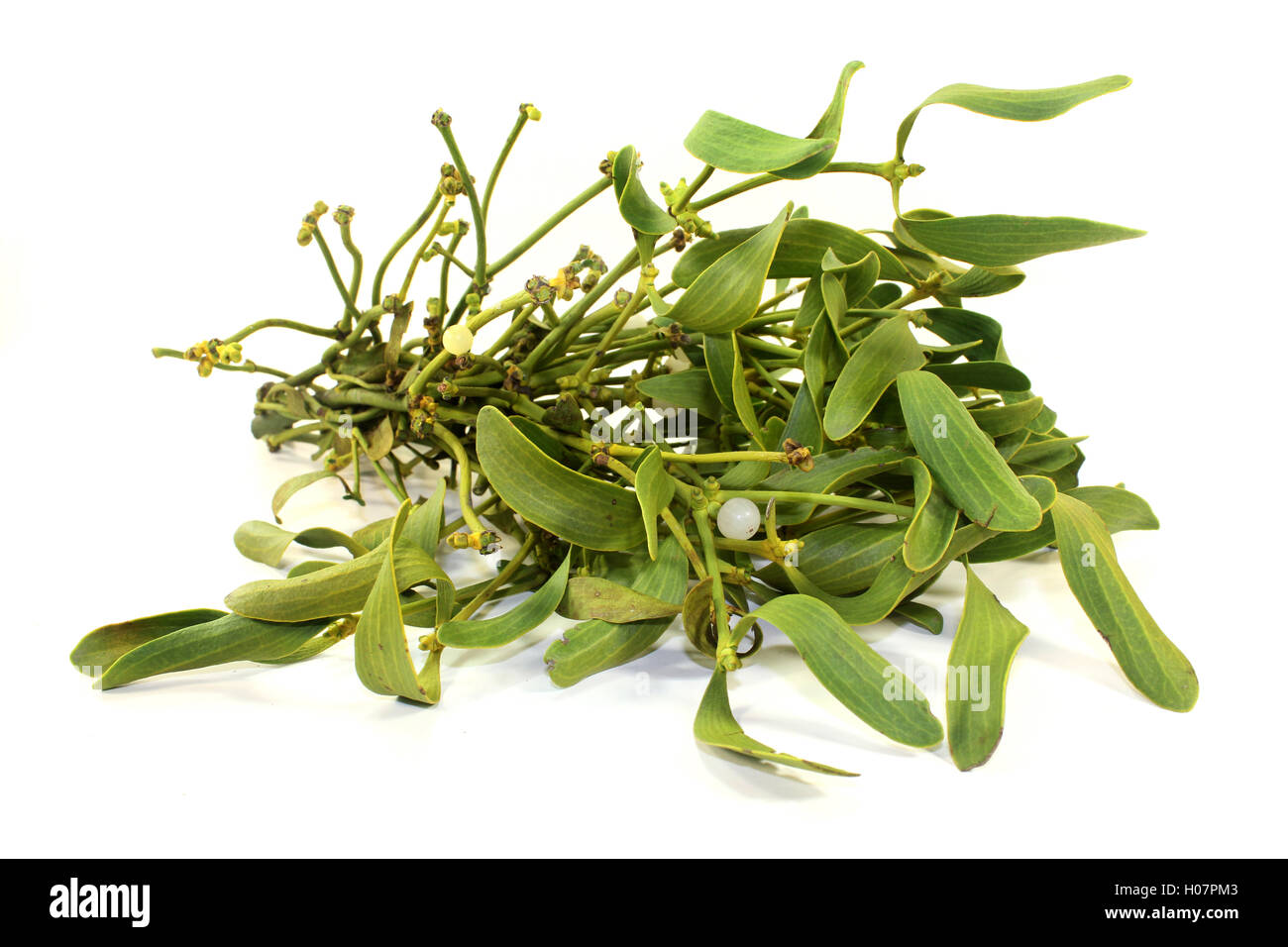 Mistletoe bough hi-res stock photography and images - Alamy