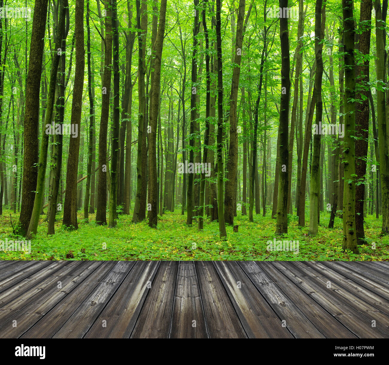 Leafy forest floor hi-res stock photography and images - Alamy