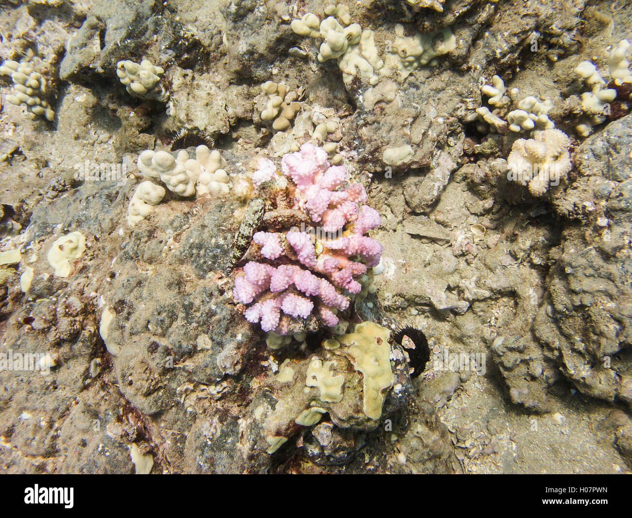Little fish in coral Stock Photo - Alamy