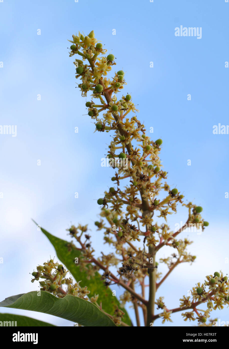 Mango tree flower hi-res stock photography and images - Alamy