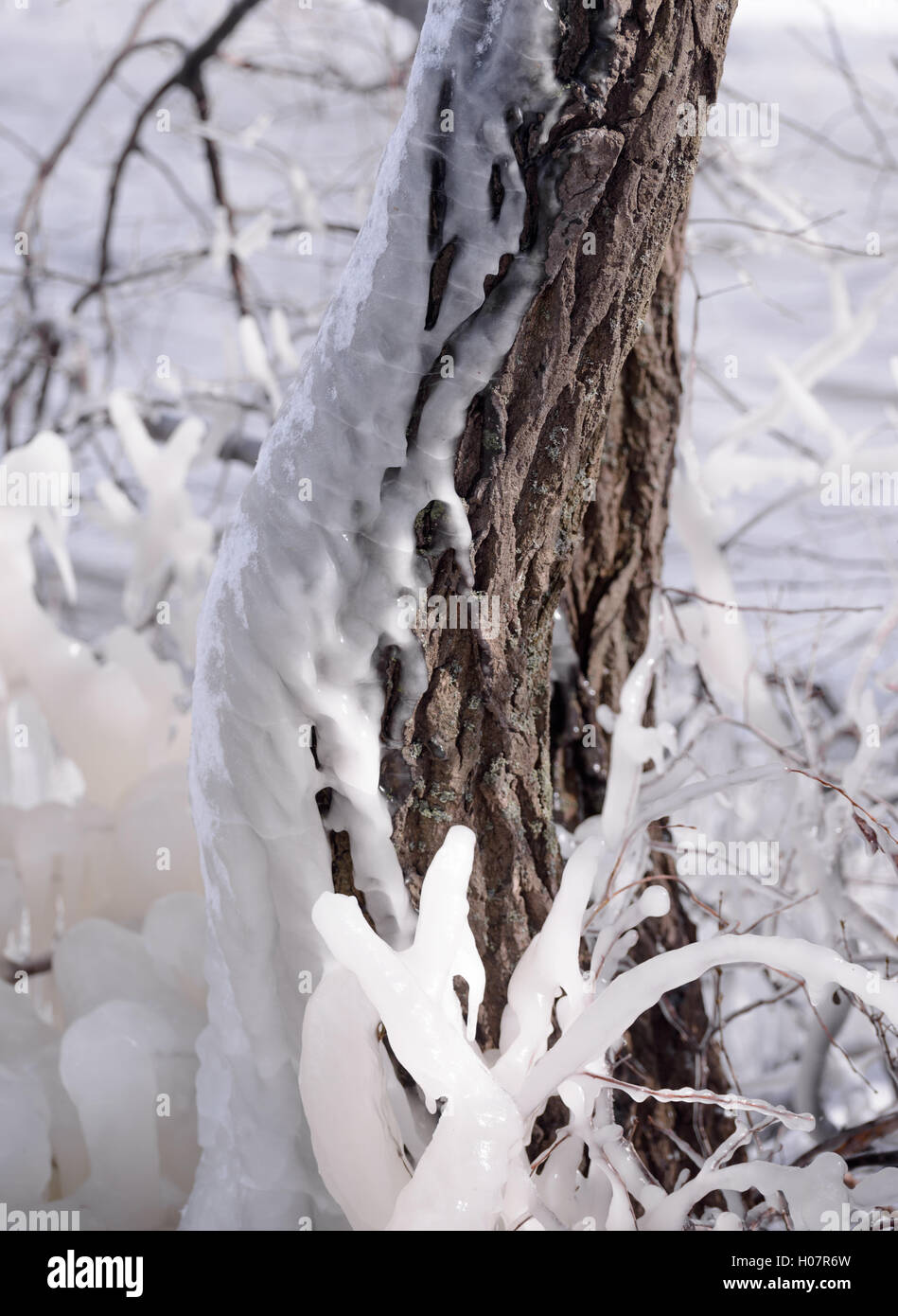Beautiful Natural Ice Ornaments on the Trees Stock Photo - Alamy