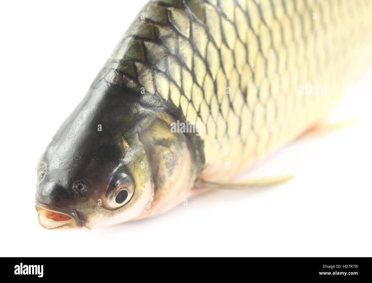 Systomus sarana hi-res stock photography and images - Alamy