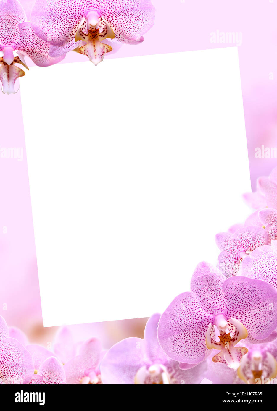 Orchid card hi-res stock photography and images - Alamy
