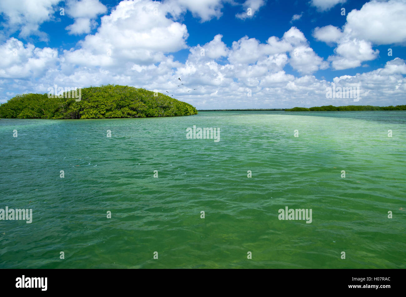mangrove trees in sea Stock Photo - Alamy