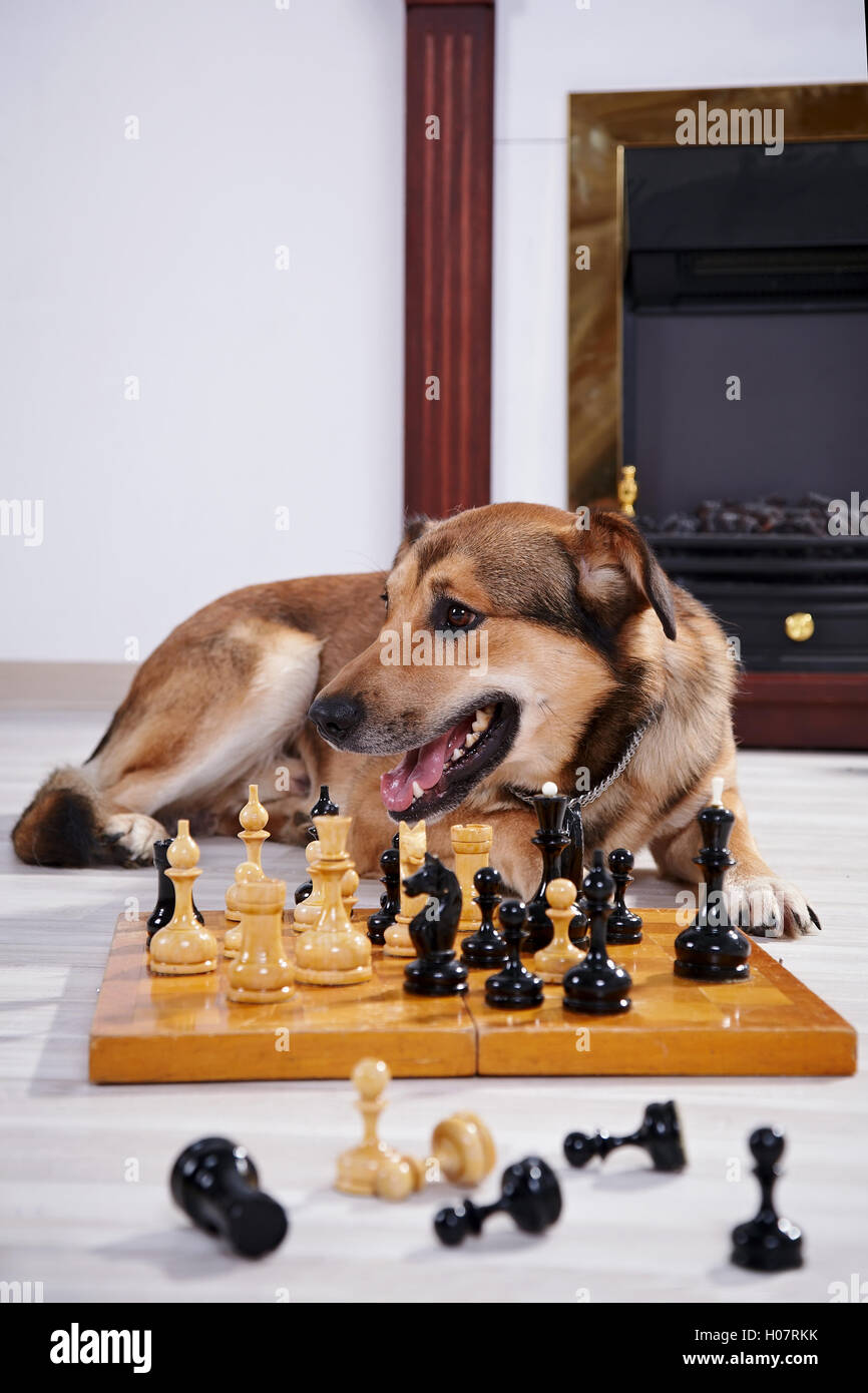 Dog chess set hi-res stock photography and images - Alamy
