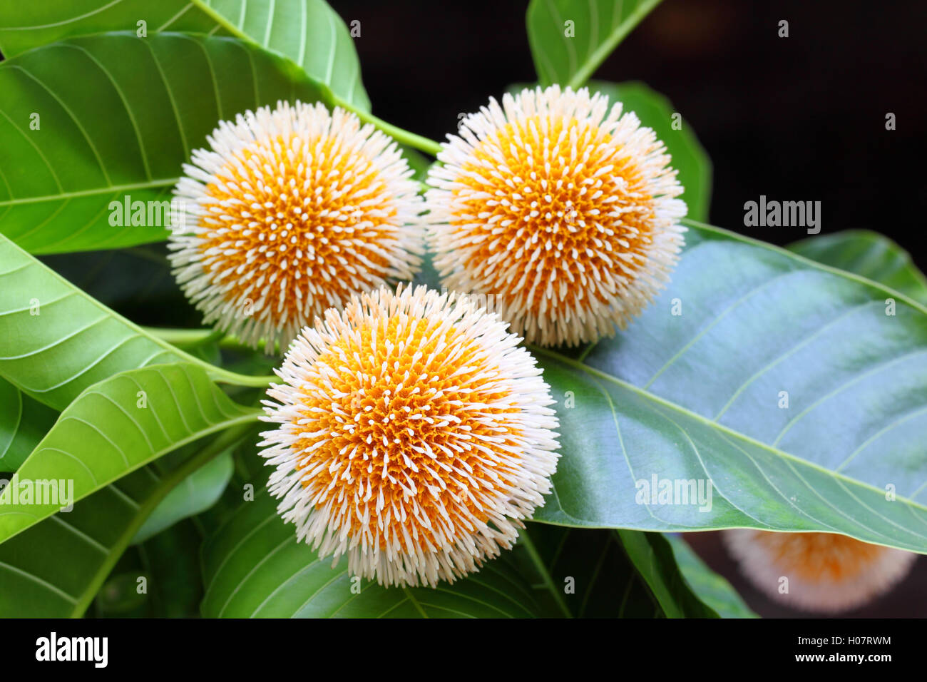 Kodom flower hi-res stock photography and images - Alamy