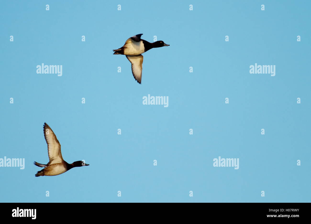 Tufted duck flying Stock Photo - Alamy