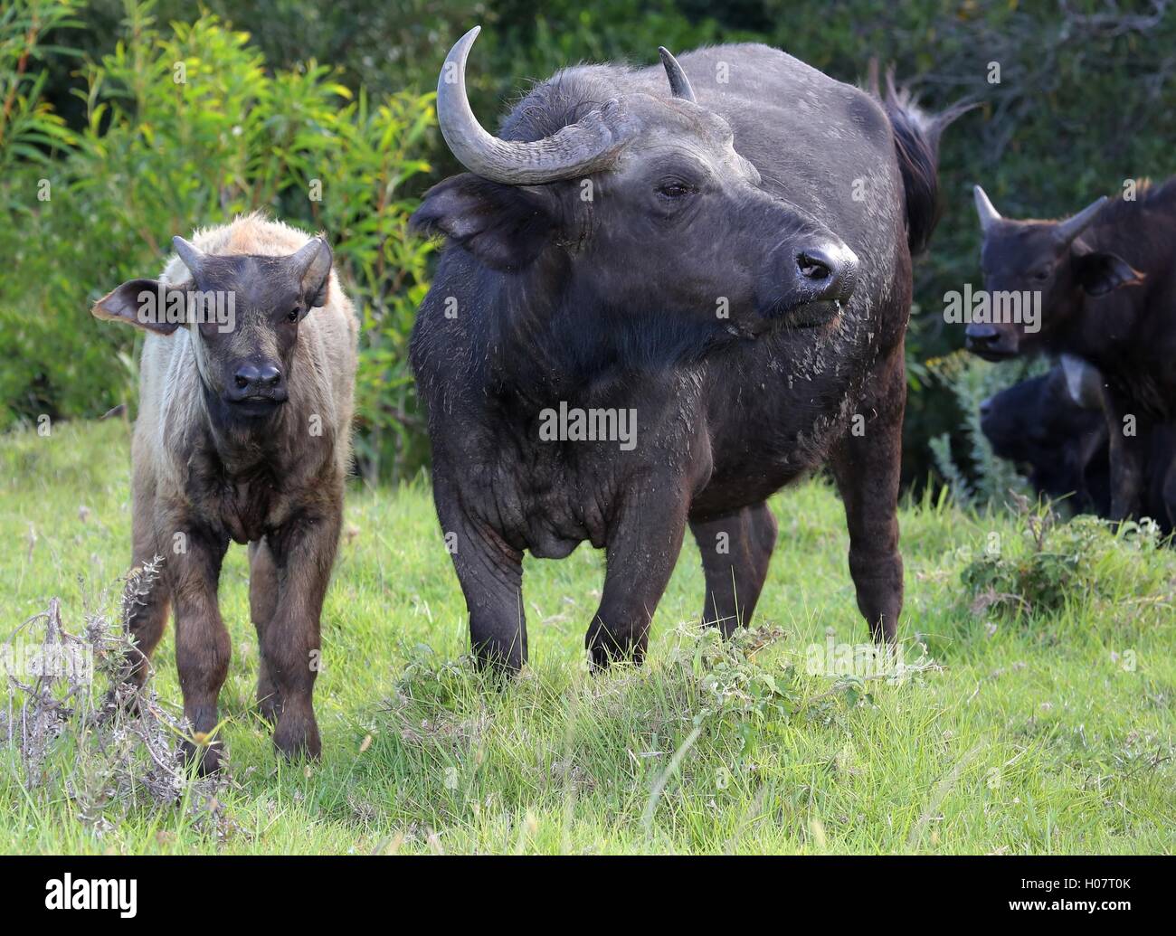 Buffalo Cow and Calf Stock Photo - Alamy