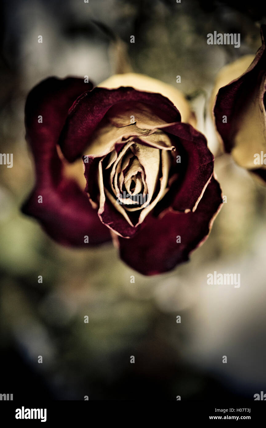 Decaying rose flower Stock Photo - Alamy