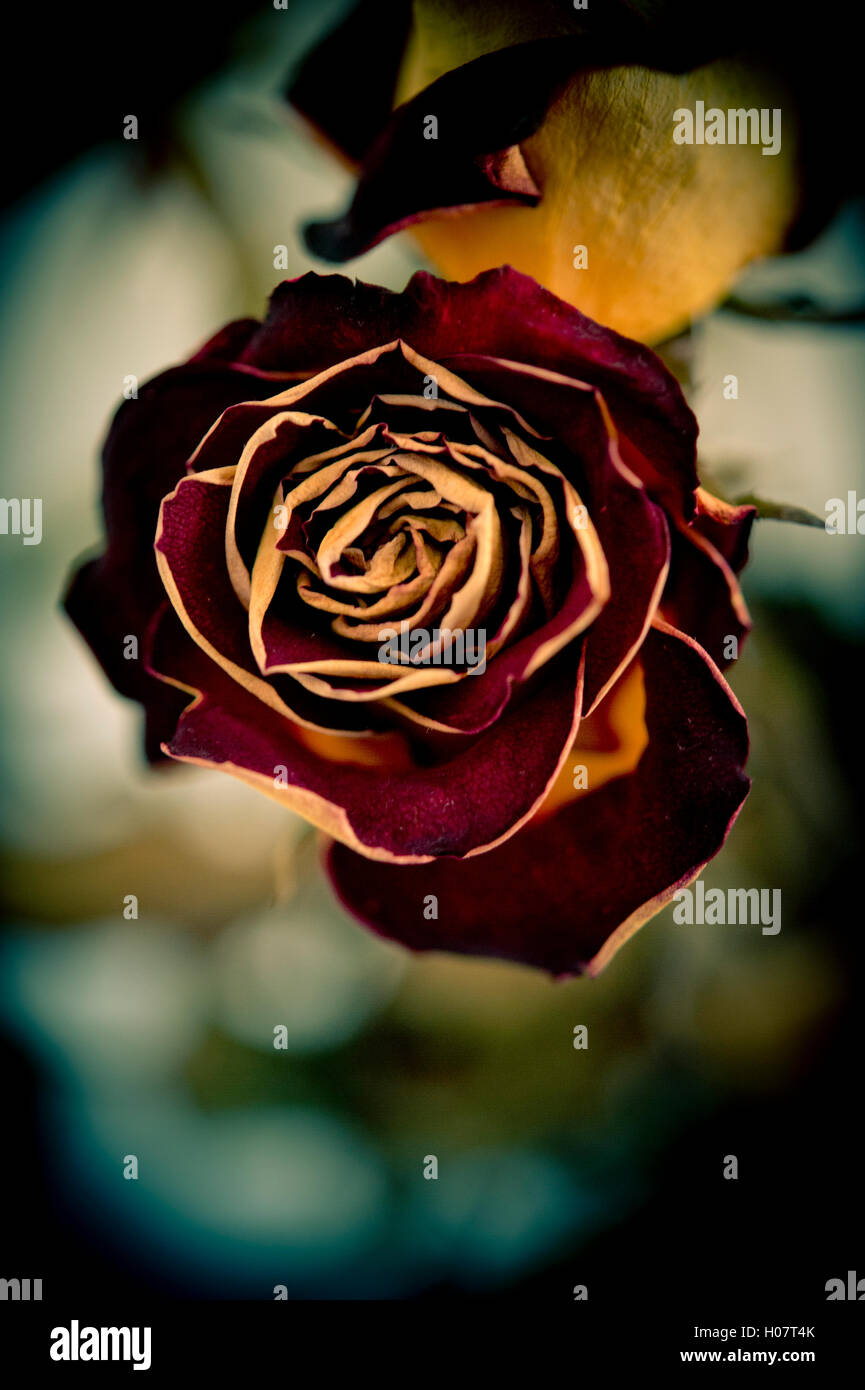Decaying rose flower Stock Photo - Alamy