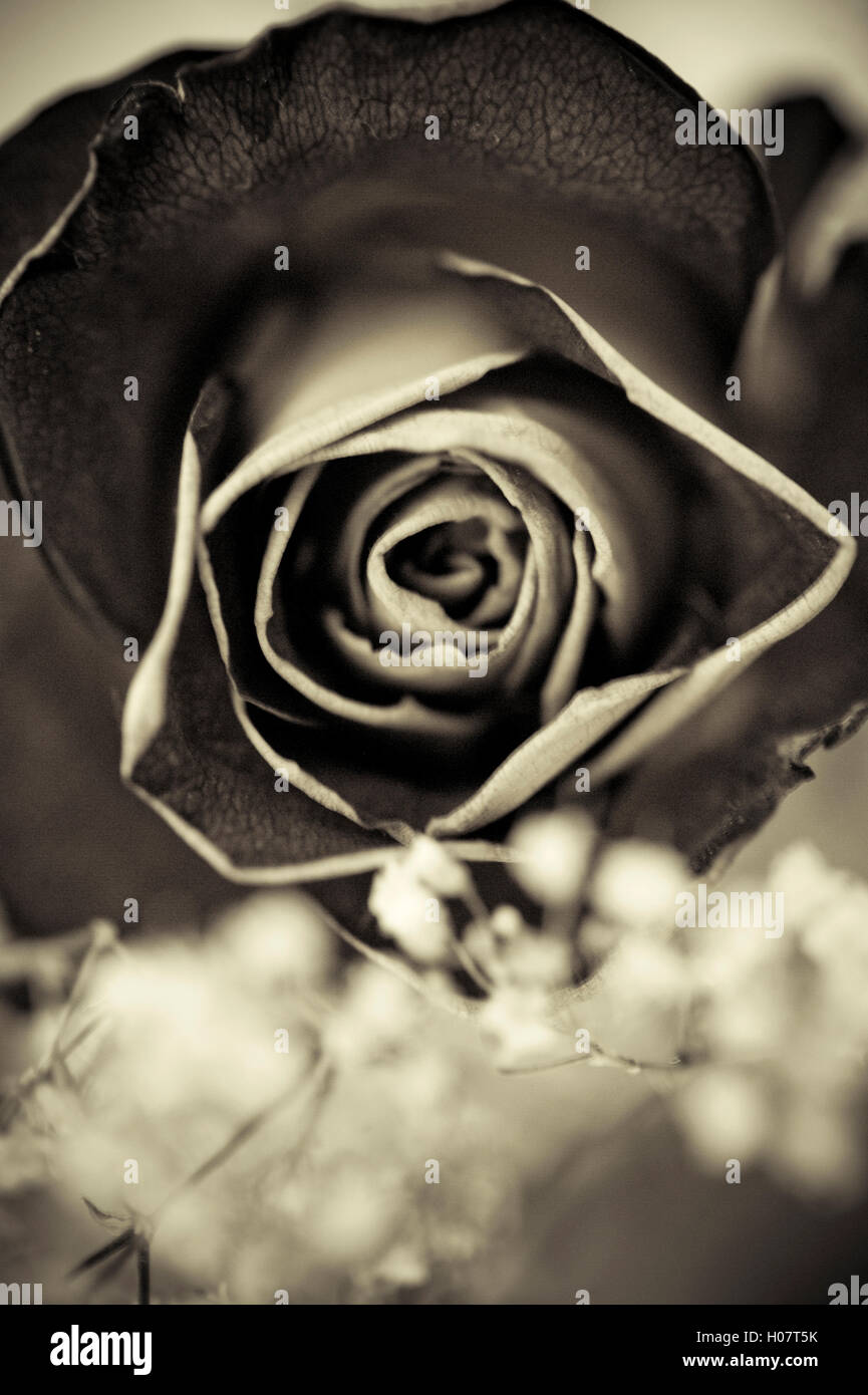 Decaying rose flower Stock Photo - Alamy